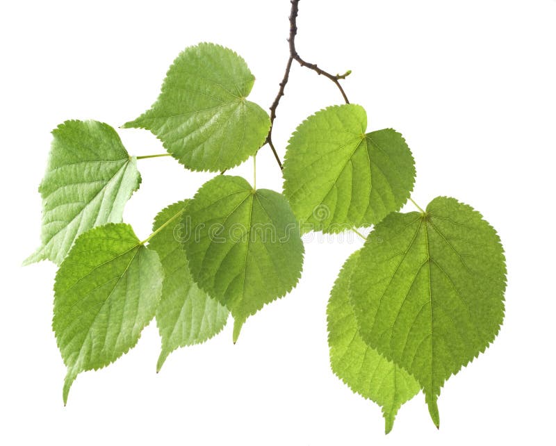 Branch green leaf stock image. Image of pure, branch - 10116997