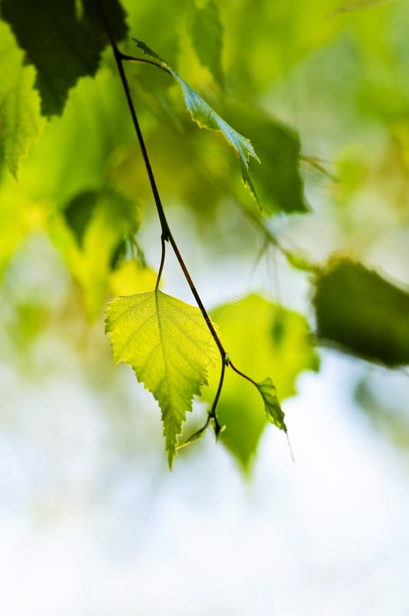 Branch with green leaves stock image. Image of details - 10708933
