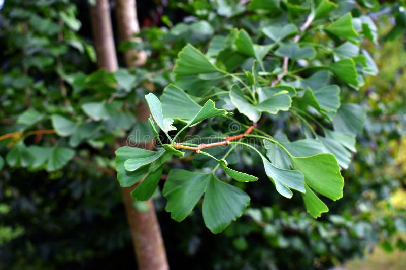 Branch and Green Leaves of Ginkgo (Ginkgo Biloba) Stock Photo - Image ...