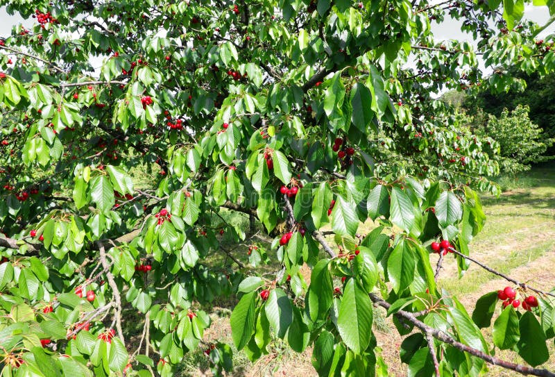 Branch with Green Leaves and Red Cherries of a Cherry Tree Stock Photo ...
