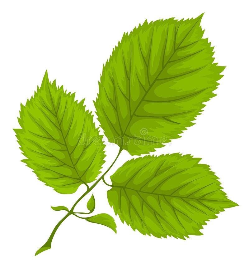 Hazel Branch Stock Illustrations – 681 Hazel Branch Stock Illustrations ...