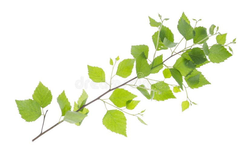 Branch with Green Leaves of Young Aspen Tree on White Background Stock ...