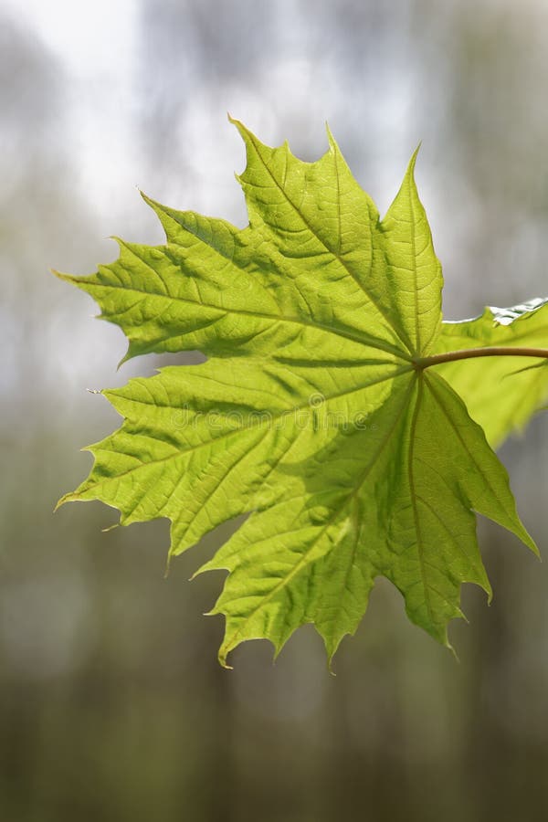 Branch with Green Maple Leaves. Stock Image - Image of beautiful ...