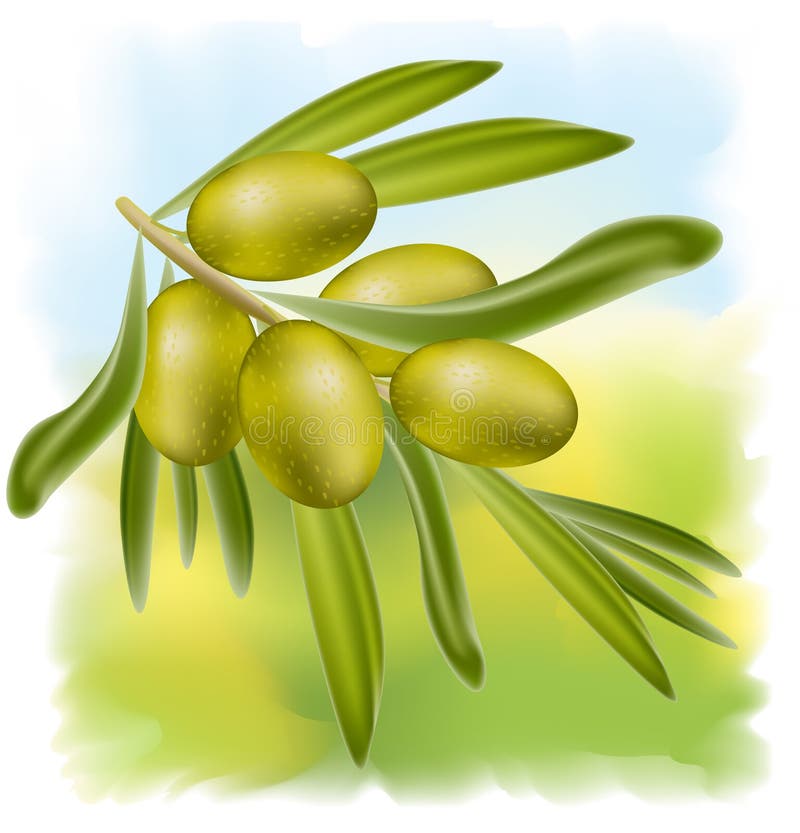 A Branch Of Green Olives. Picture Image: 19181732