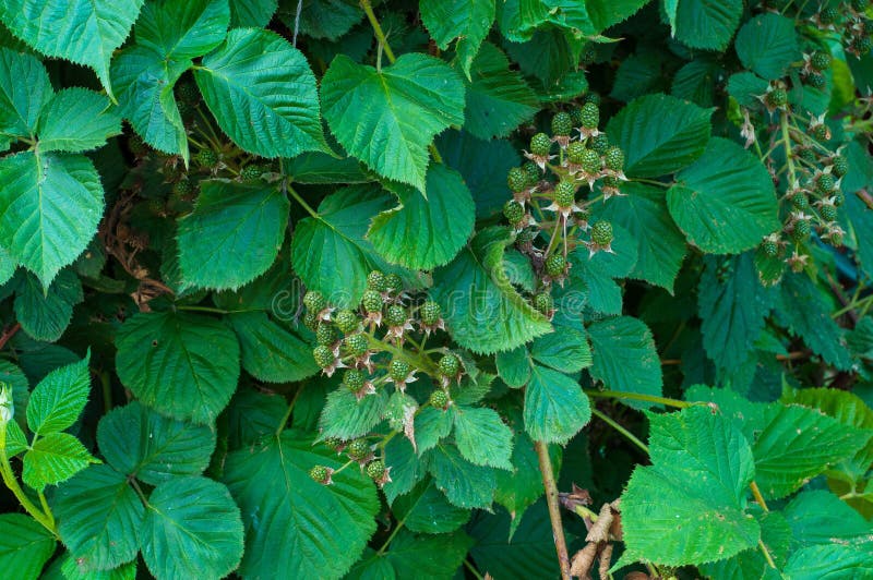 Branch of green raspberry stock image. Image of fresh - 99509681