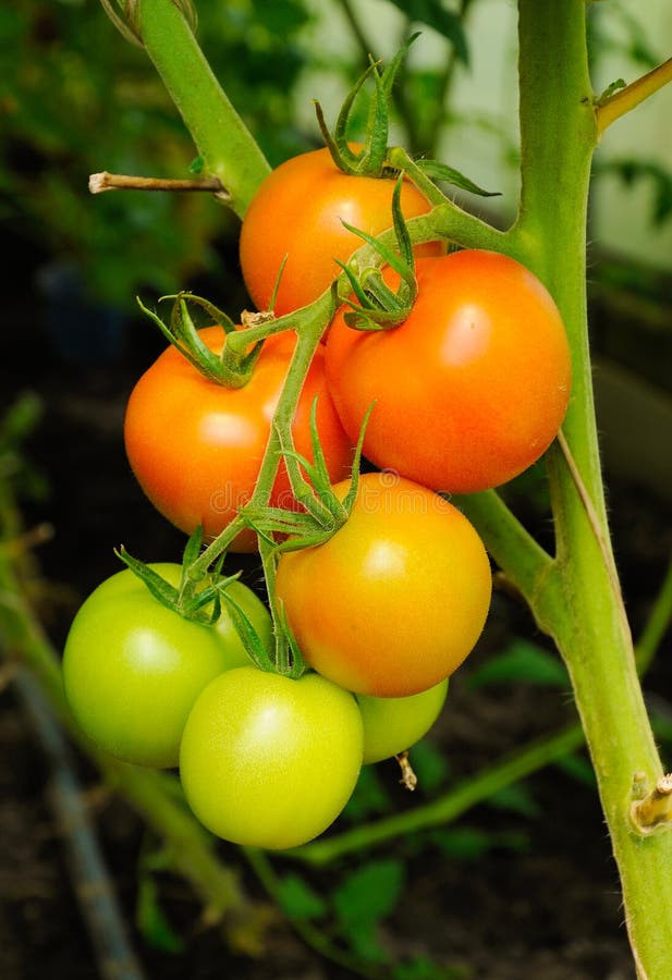 Branch of Green and Red Tomatoes Stock Photo - Image of tomato, round: 44504490