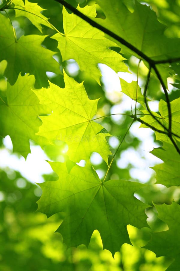 Branch of Green Spring Maple Stock Photo - Image of closeup, flora ...