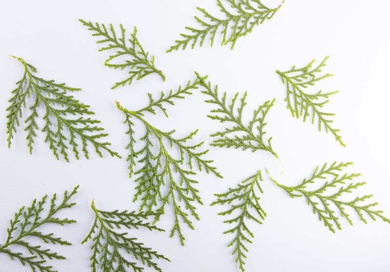 Branch of Green Thuja, Collection Thuja on a White Background Stock ...