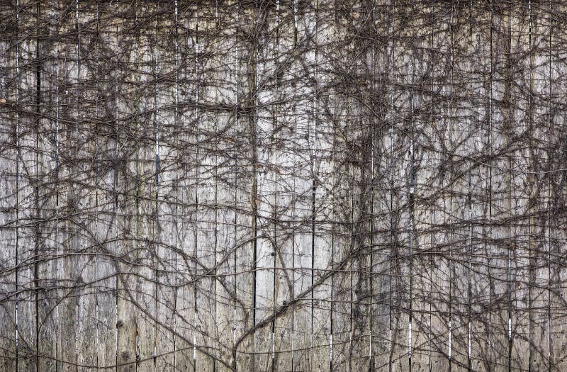 Branch Growing on the Fence Stock Photo - Image of closeup, green: 28480778