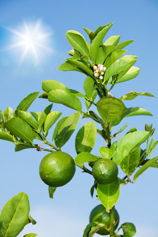 Branch with growing lemons stock photo. Image of lemons - 28873168