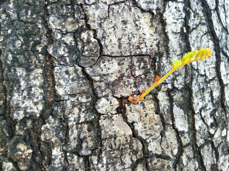 Tree Growing Sideways Stock Photos - Free & Royalty-Free Stock Photos ...