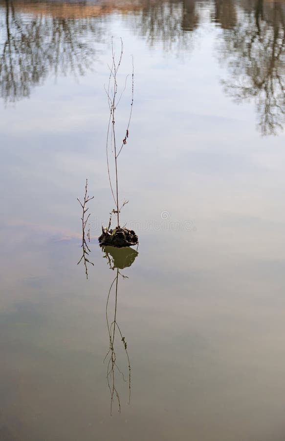A Branch Grows Surviving Surrounded by Water on the Trunk of a Fallen ...