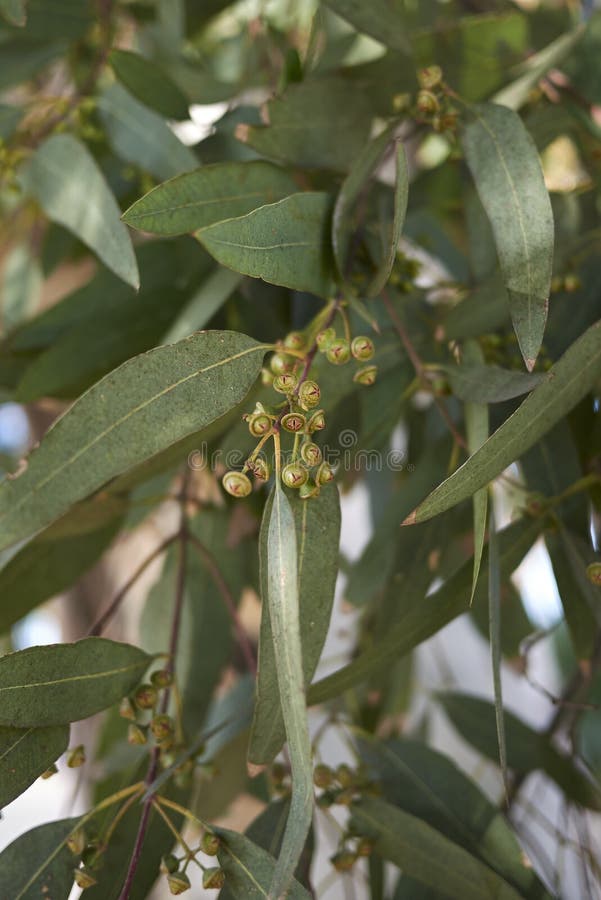 Branch with Gumnut of Eucalyptus Stock Image - Image of outdoors ...