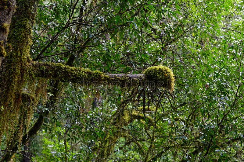 A Branch Has Been Covered by Thick Moss Stock Image - Image of lush ...