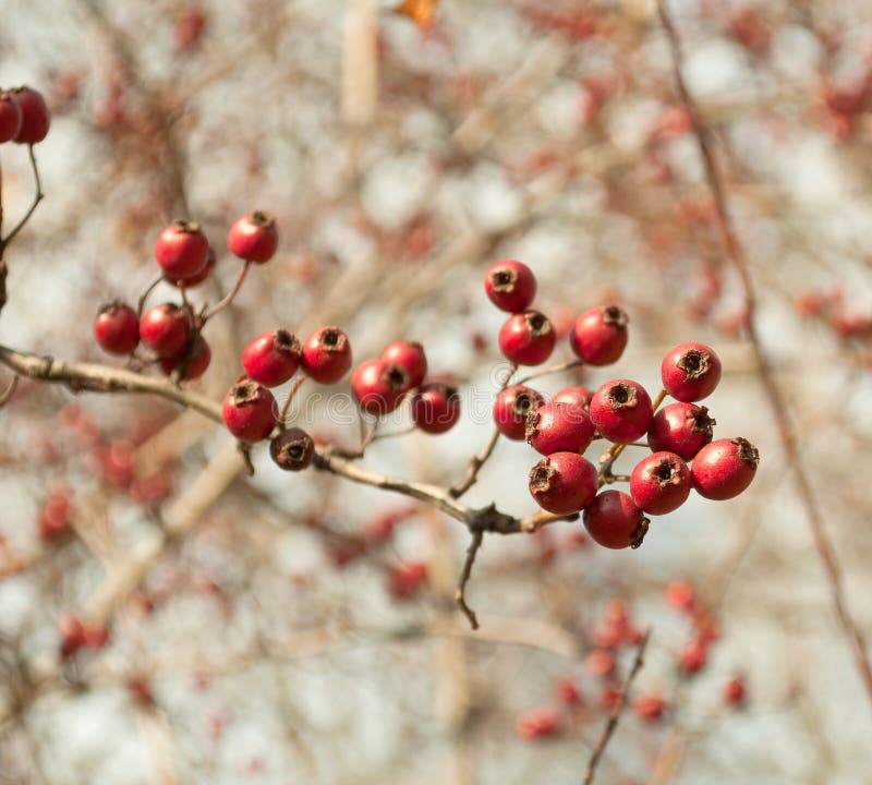 Branch hawthorn stock photo. Image of green, macro, ripe - 16918688