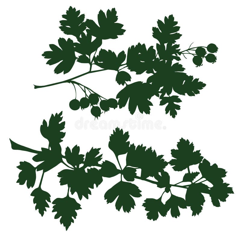 Branch of hawthorn stock vector. Illustration of floral - 39650917