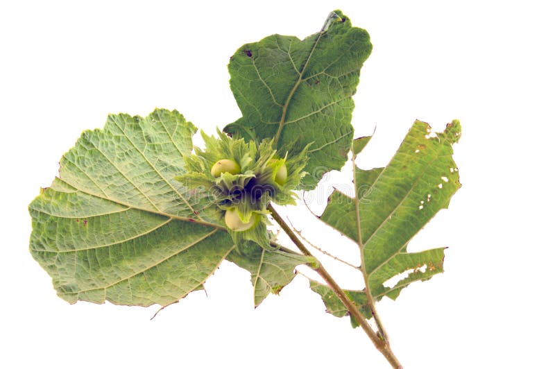 Branch of hazel stock photo. Image of growth, isolated - 18707352