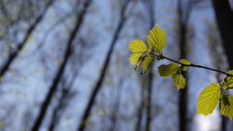 Hazel Tree Branch Growing New Leaves in Slow Motion Stock Footage ...