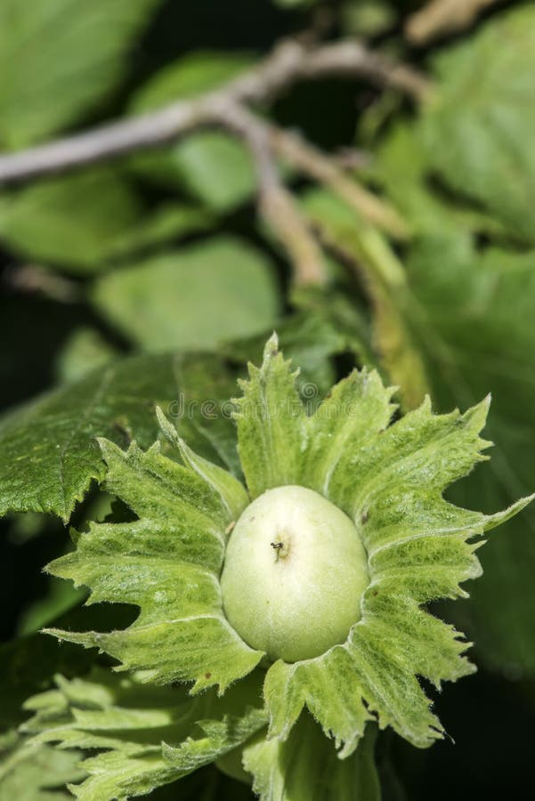 Hazelnut on a green branch stock image. Image of color - 125616533