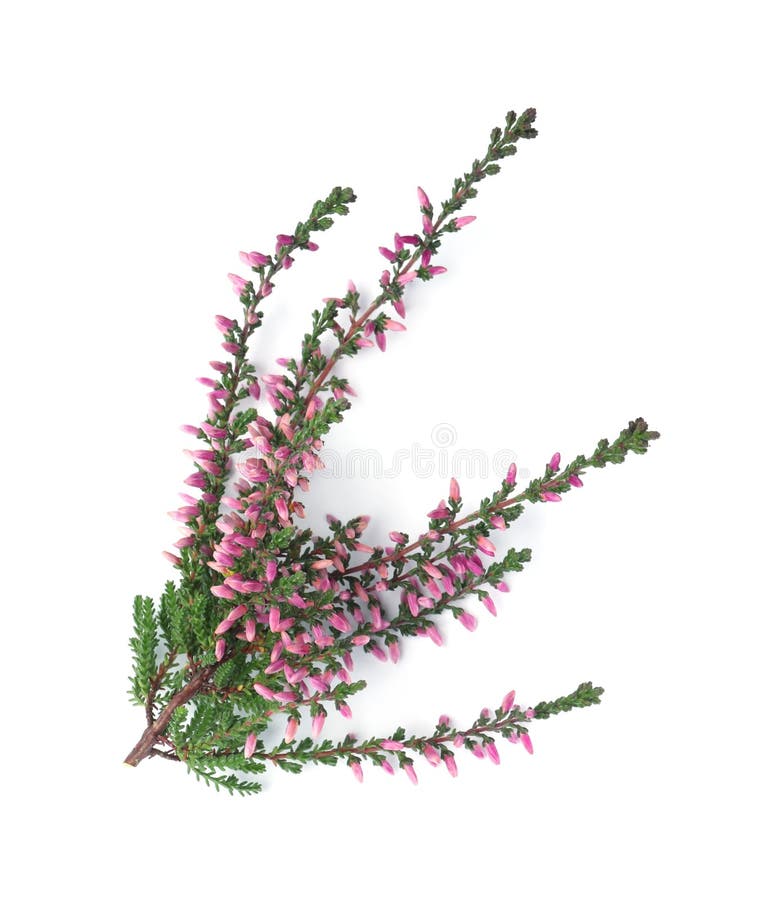 Branch of Heather with Beautiful Flowers Isolated on White Stock Photo ...