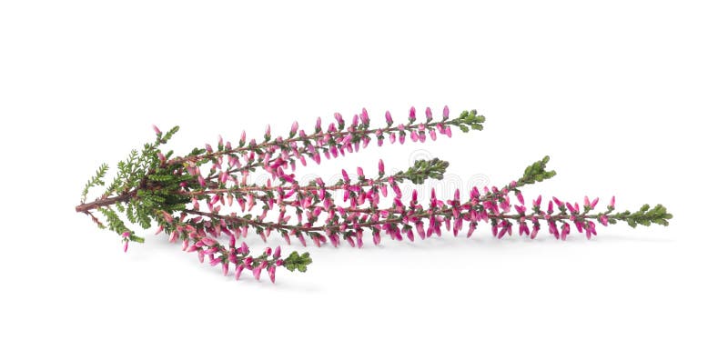 Branch of Heather with Purple Flowers Set, Symbol of Good Luck ...