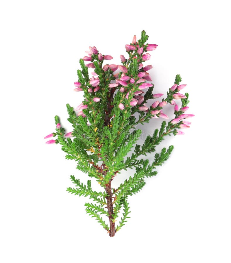Branch of Heather with Beautiful Flowers Isolated on White Stock Image ...
