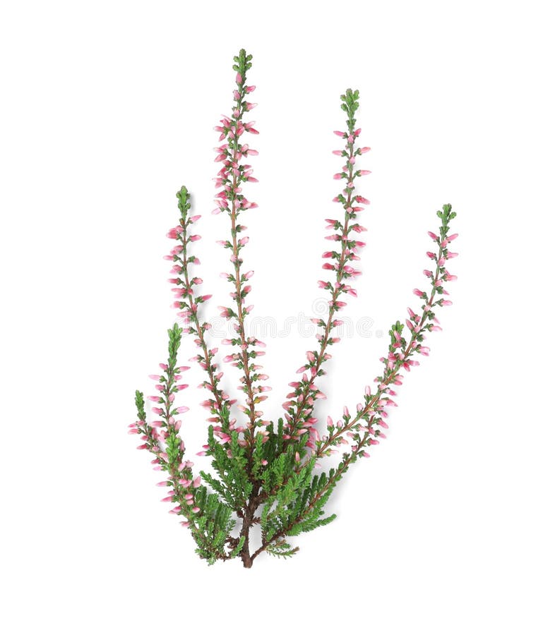 Branch of Heather with Beautiful Flowers Isolated on White Stock Photo ...