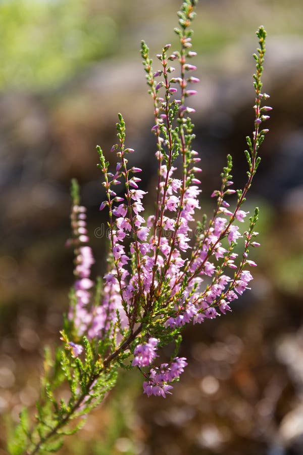 Branch of heather stock photo. Image of growth, bush - 43140208