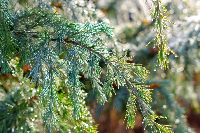 Branch of a Himalayan Cedar Tree with Drops of Water Stock Photo ...