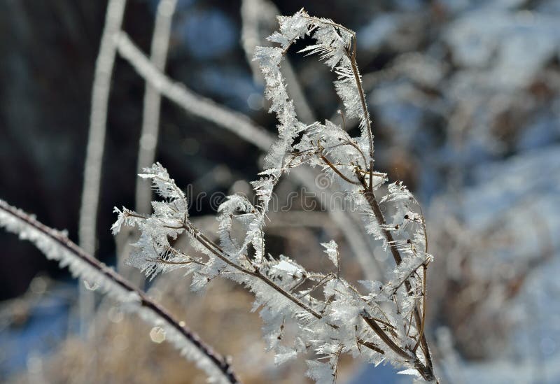 Branch with hoar 3 stock photo. Image of beautiful, cold - 29375636