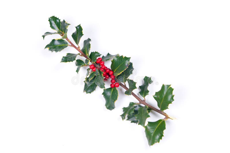 147 Holly Sprig Real Stock Photos - Free & Royalty-Free Stock Photos ...