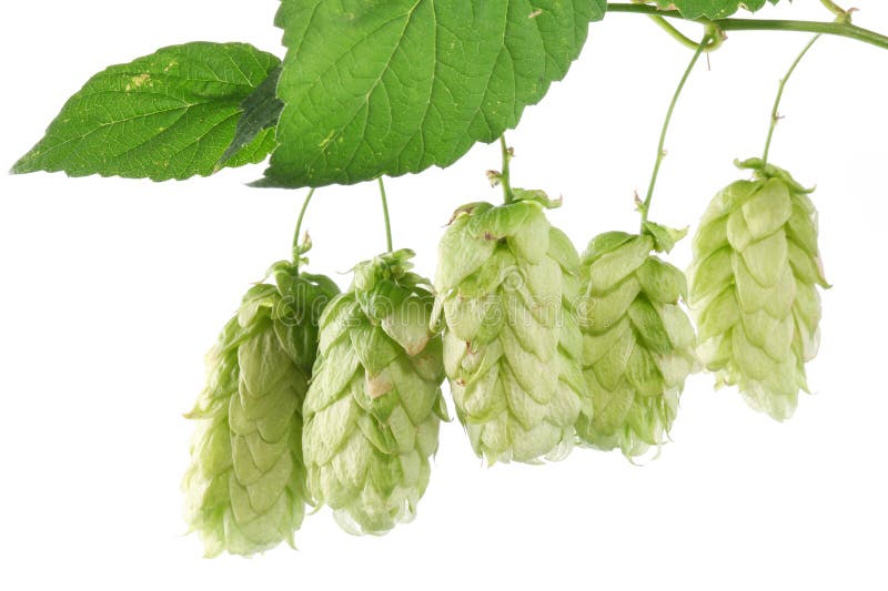 Branch of hops stock photo. Image of twig, flavor, ferment - 16094234