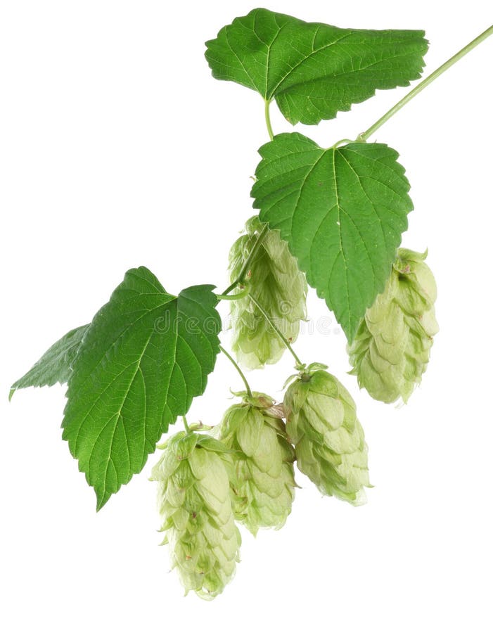 Hops branch stock image. Image of cone, beer, brew, isolated - 16184297