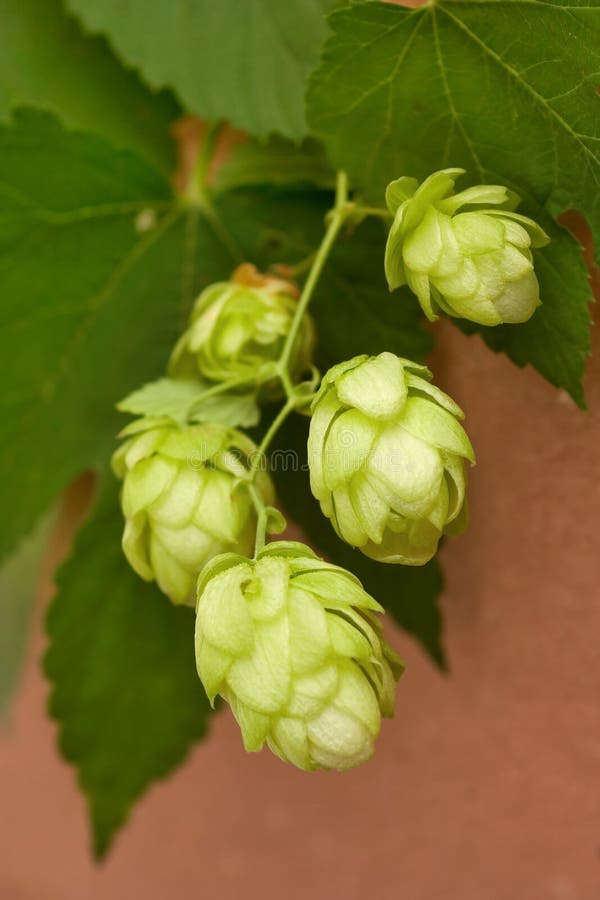 Hops branch stock image. Image of cone, beer, brew, isolated - 16184297