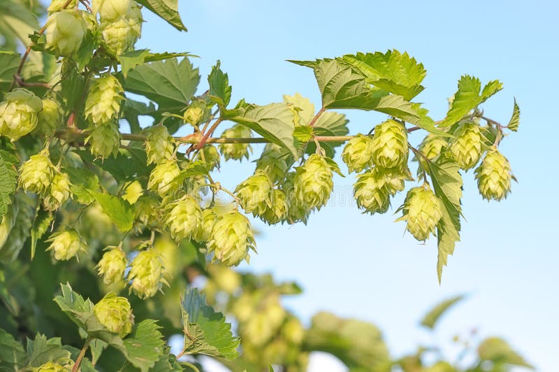 Branch of hops. stock image. Image of leaf, bush, aroma - 21541461