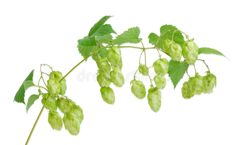 Branch of Hops on a Light Background Stock Image - Image of production ...