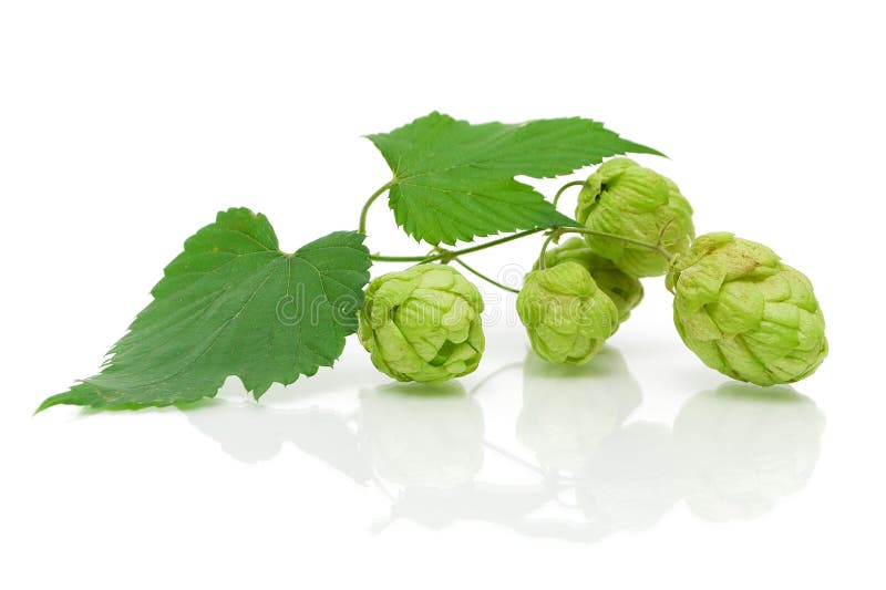 Hops branch stock image. Image of cone, beer, brew, isolated - 16184297