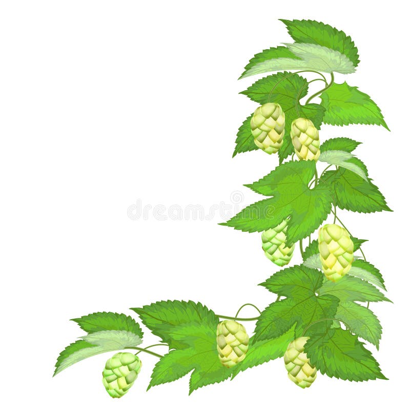 Hops Stock Illustrations – 8,703 Hops Stock Illustrations, Vectors ...