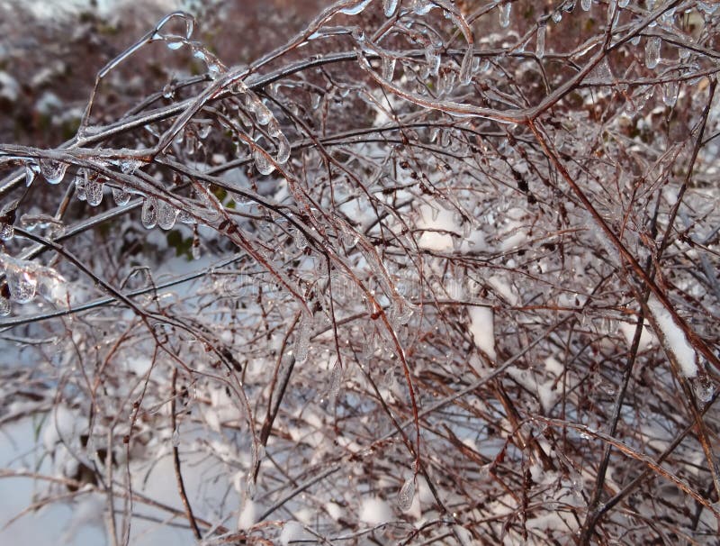 Branch after the Ice Storm. Stock Image - Image of cold, encased: 80557829
