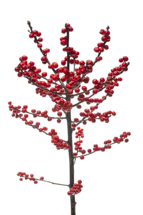 A Branch of Ilex Red with Berries on a White Background Stock Image ...