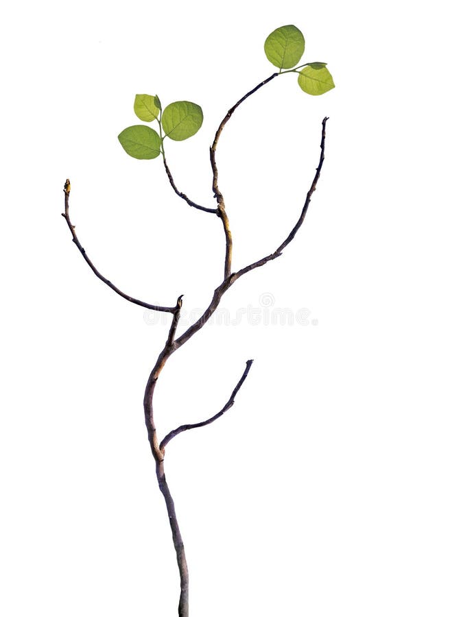 Branch isolated on white stock photo. Image of branch - 172684278