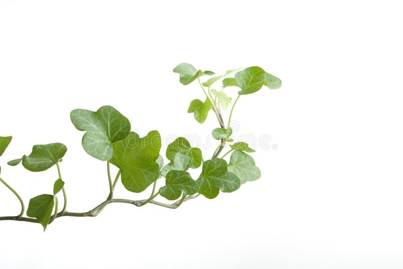 Ivy on the vine stock image. Image of vein, background - 5432089