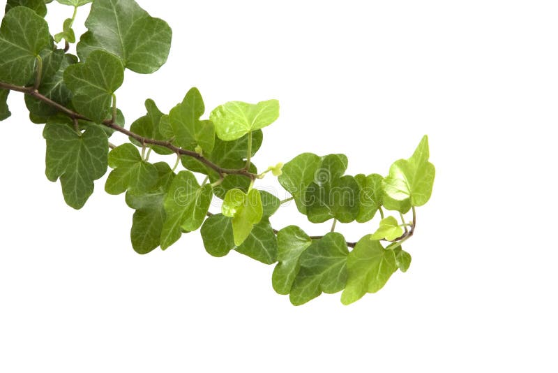 Branch is Ivy on a White Background Stock Photo - Image of branch ...