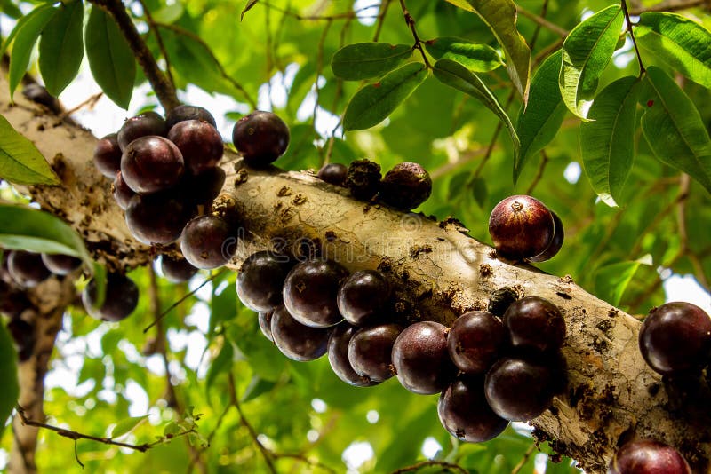 A Branch of the Jabuticaba Tree with Several Ripe Fruits. Stock Image ...