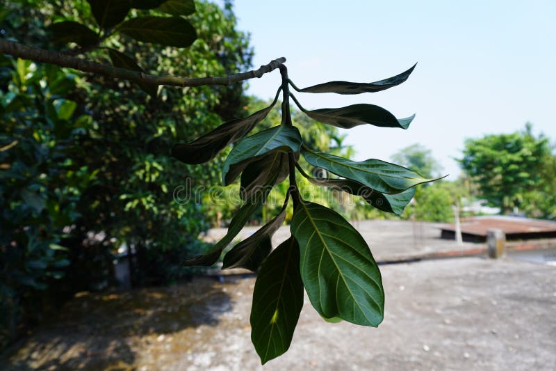Branch of Jackfruit Tree. Close Up of Broken Branch of Jackfruit Tree ...