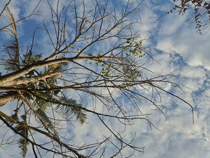 Branch of Jackfruit Tree with Scientific Name Artocarpus Heterophyllus ...