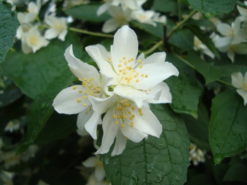 Jasmine Inflorescence and Raindrops on the Leaves Stock Image - Image ...