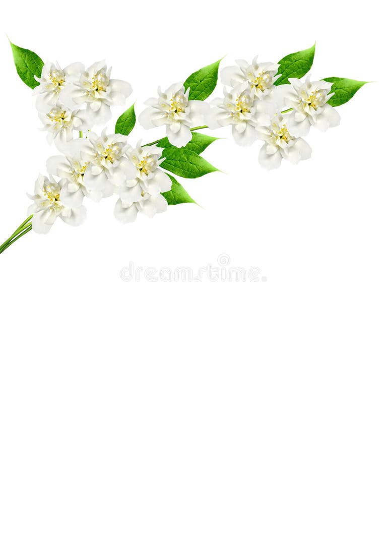 Spring Branch Stock Illustrations – 946,878 Spring Branch Stock ...