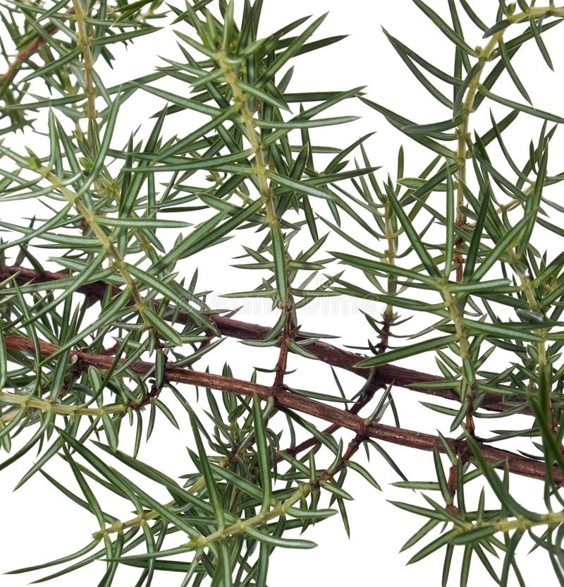 Branch of juniper. stock image. Image of green, decorative - 22442153