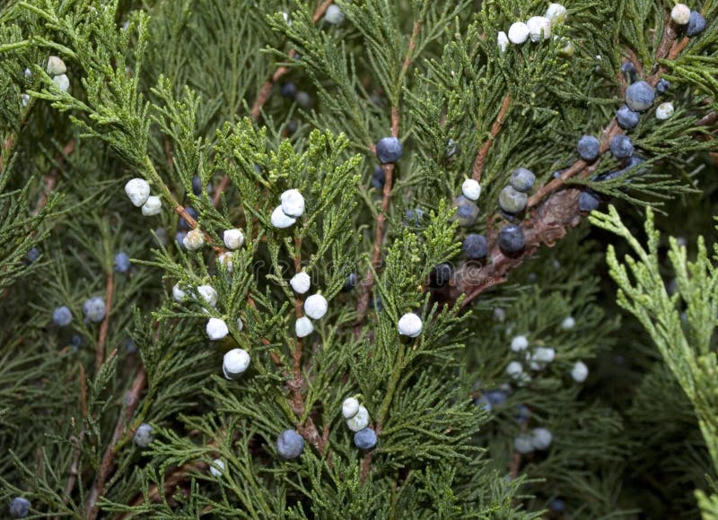 Juniper shrub with cones stock photo. Image of cones - 102289218